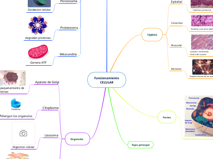 Funcionamiento CELULAR - Mind Map